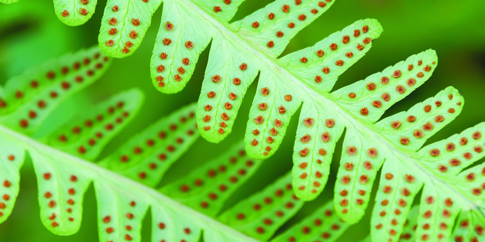 International AS and A-level Biology (9610) | OxfordAQA International ...